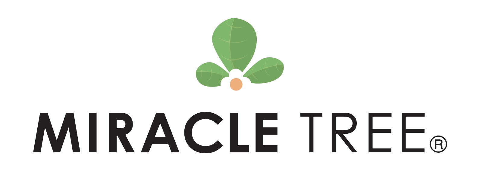 About Moringa | Discover a new level of superfood with moringa ...