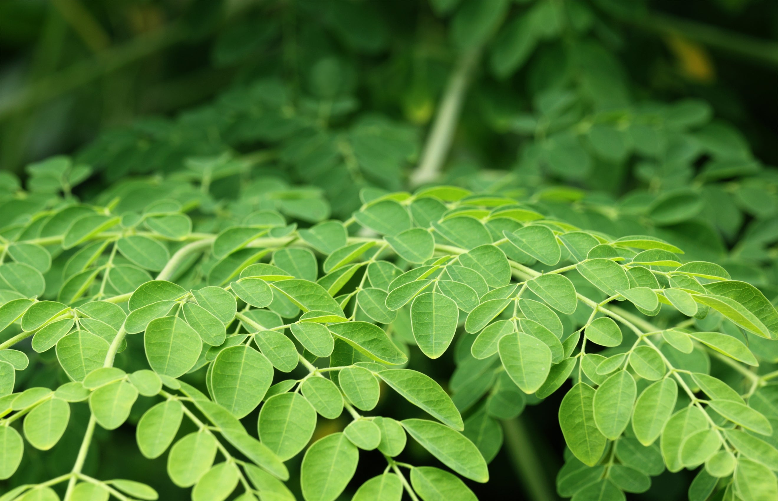 About Moringa | Discover a new level of superfood with moringa ...